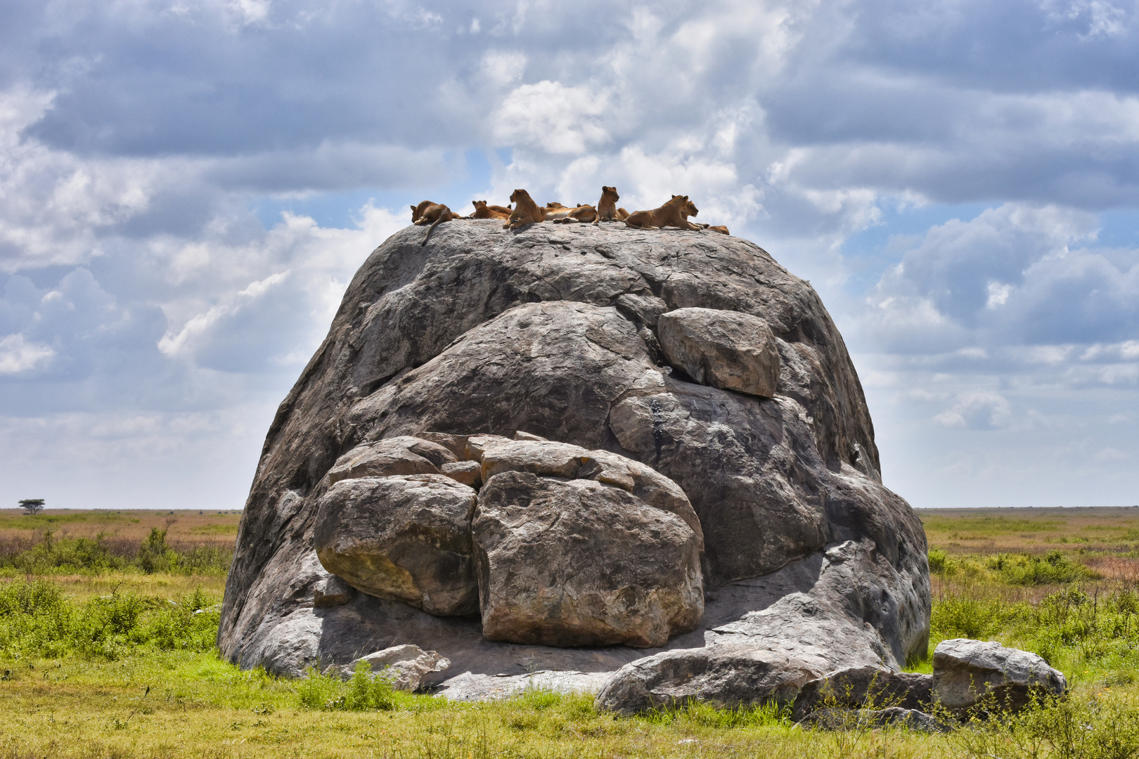 The Lions Rock Foto & Bild | africa, eastern africa, tiere Bilder auf ...