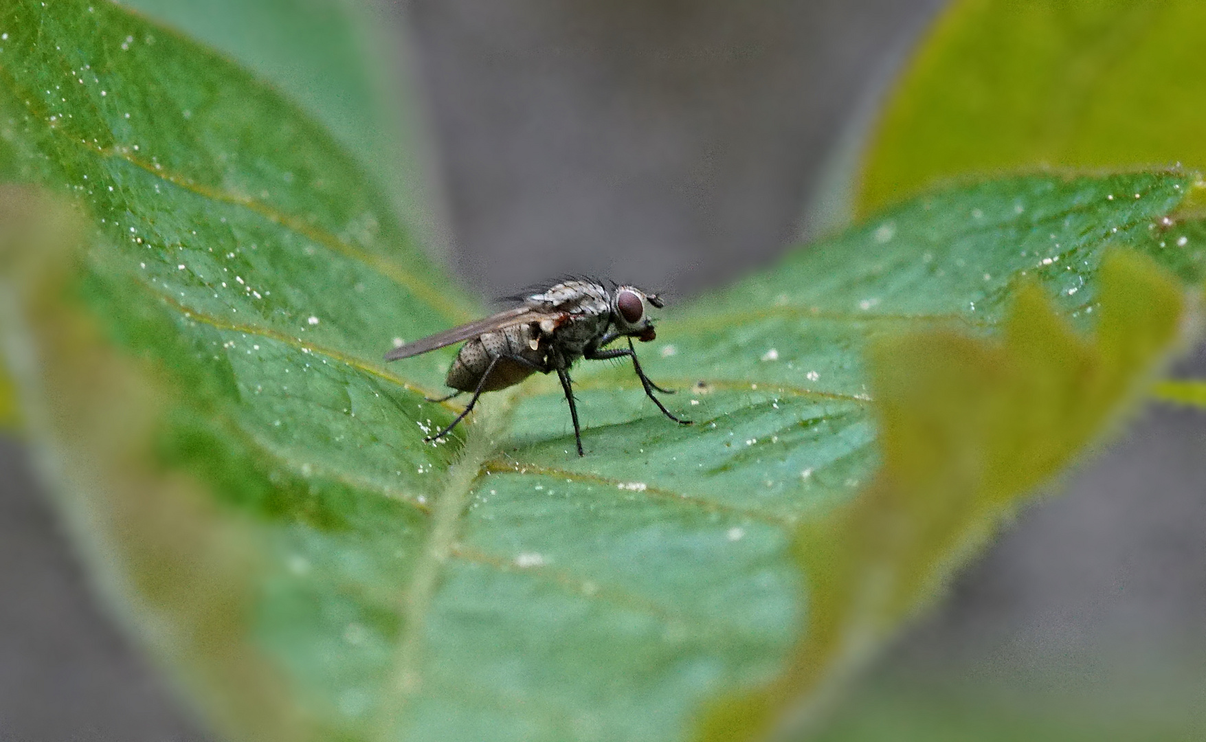 The Little Fly Foto & Bild | makro, natur, fliegen Bilder auf fotocommunity