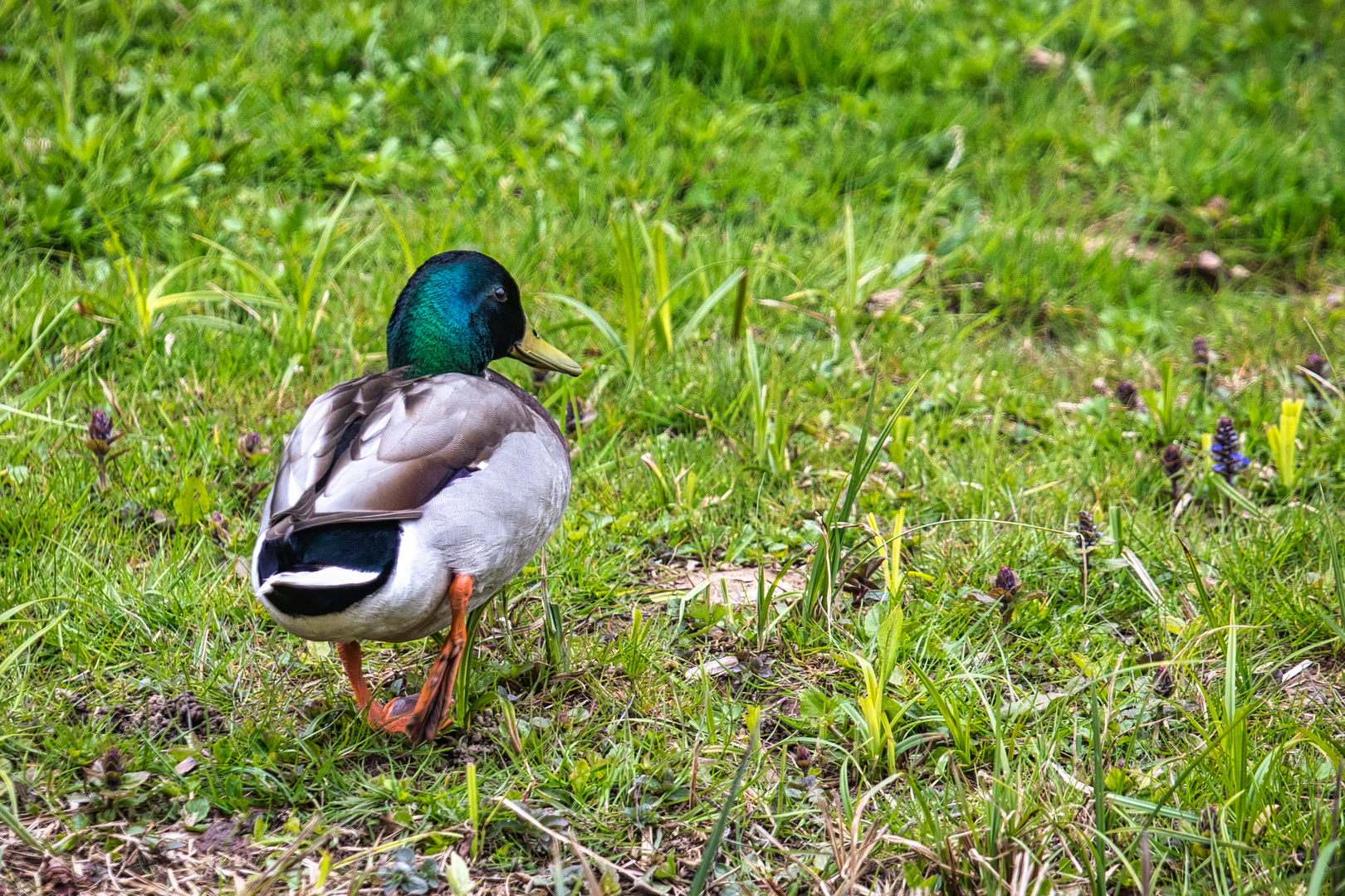 the lonely duck_02 Foto & Bild | tiere, wildlife, wild lebende vögel ...