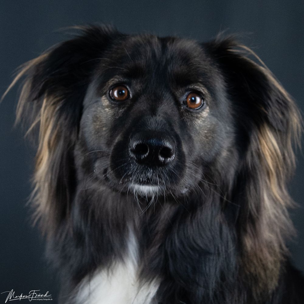 The look Foto & Bild | tiere, haustiere, hunde Bilder auf fotocommunity