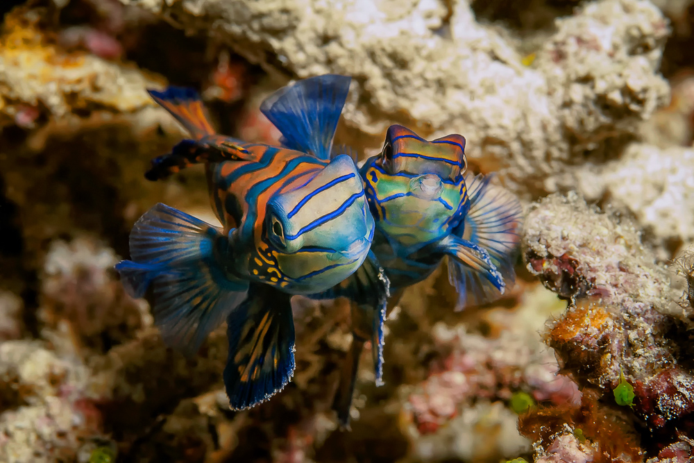 "The Lovers" Mandarinfish - Synchiropus splendidus - Mandarinfisch Foto ...