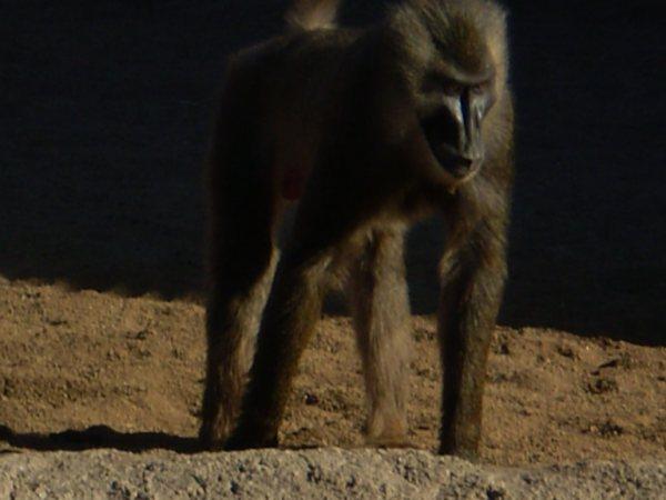 the monkey Imagen & Foto | animales, animales salvajes, naturaleza ...