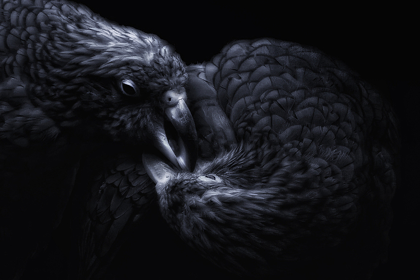 "the night parrots" Foto & Bild | tiere, wildlife, wild lebende vögel ...