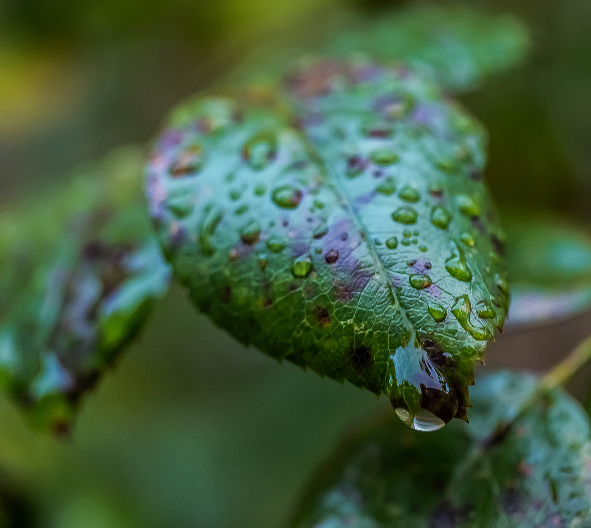 The Normal One Foto & Bild | archiv projekte naturchannel ...