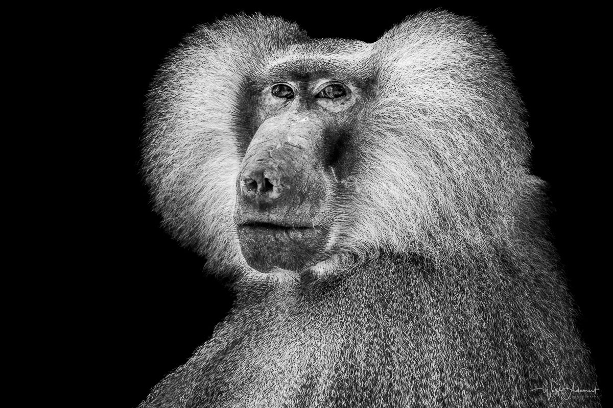 the old baboon Foto & Bild | tiere, zoo, wildpark & falknerei ...