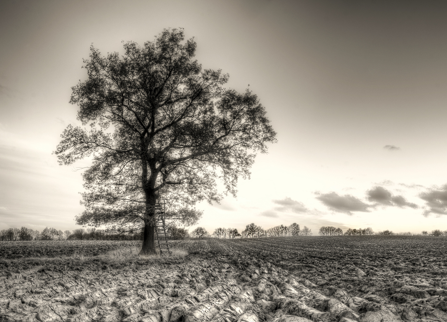 The Old Hanging Tree ... Foto & Bild | jahreszeiten, herbst, black and ...