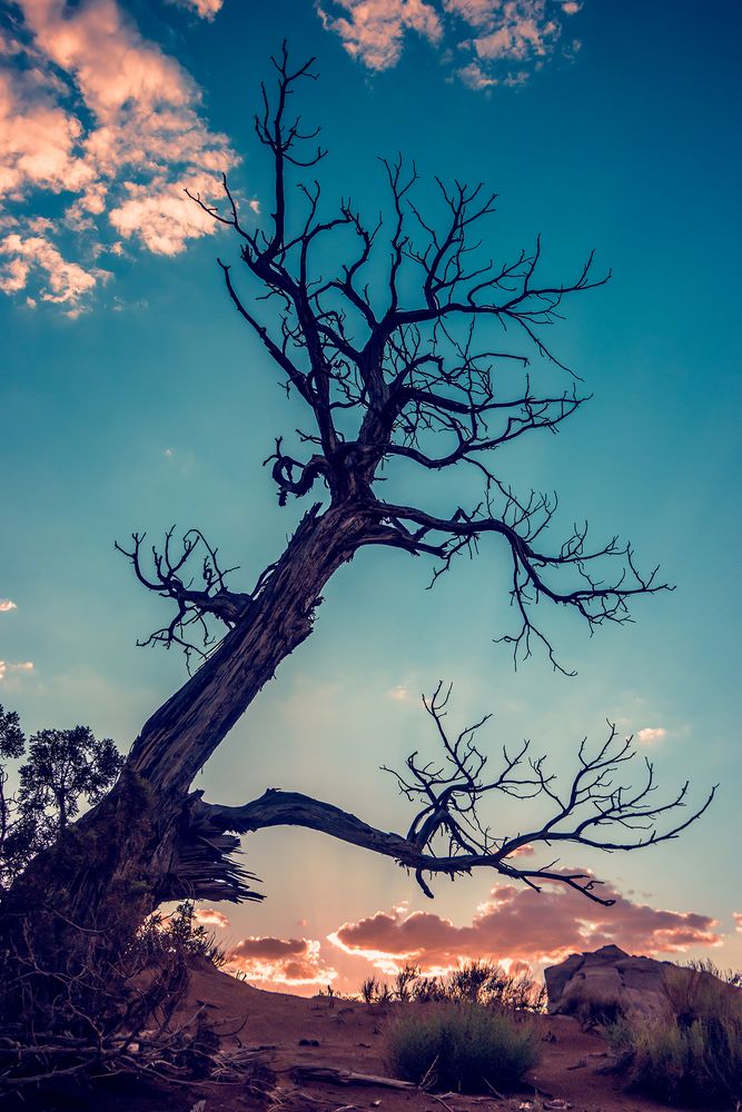 The old tree Foto & Bild | world, outdoor, blau Bilder auf fotocommunity