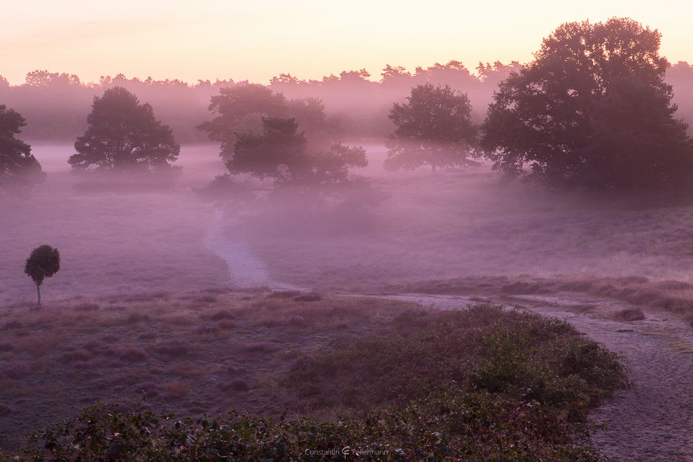 The Path through Heath Foto & Bild | landschaft, heide, bäume Bilder ...