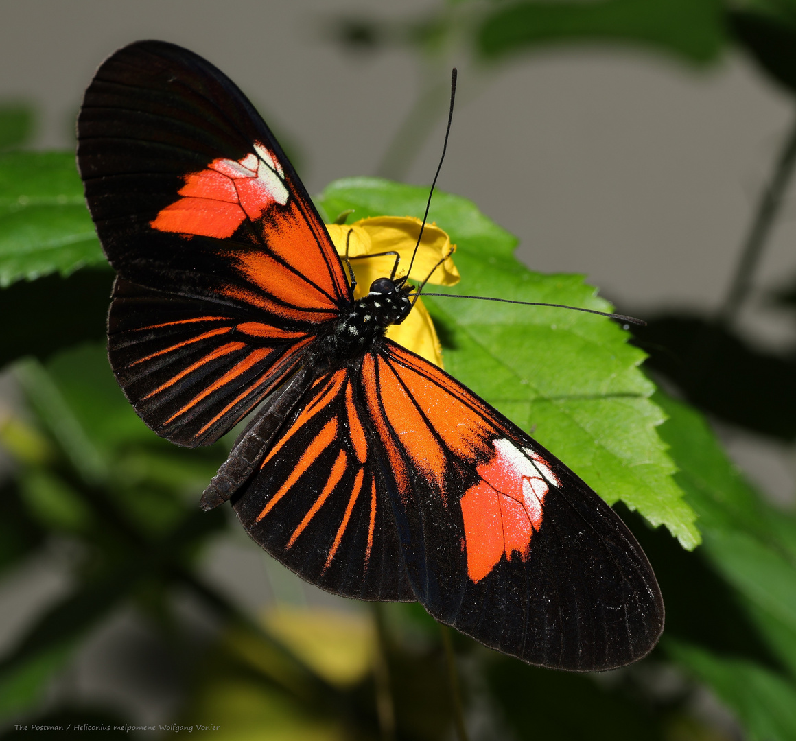 The Postman-Heliconius melpomene Foto & Bild | nah- & makro, tiere, zoo ...