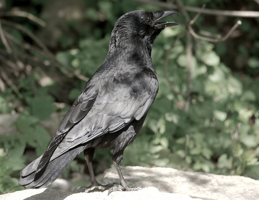 The raven 2 Foto & Bild | tiere, wildlife, wild lebende vögel Bilder ...