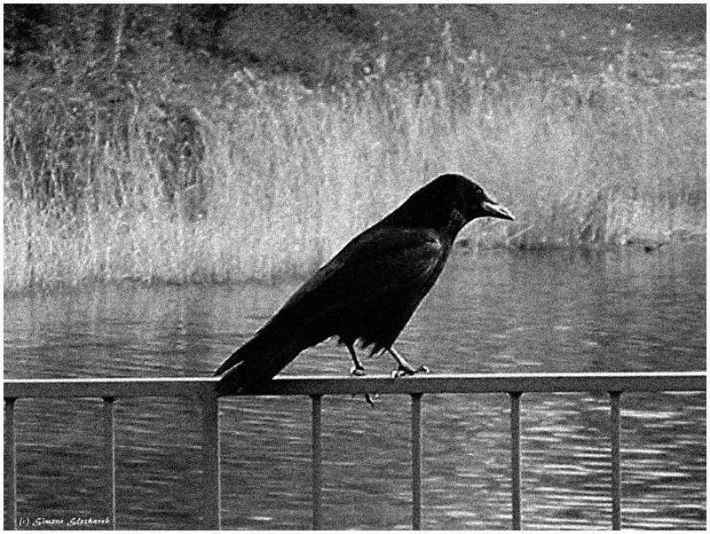 ~ The Raven ~ Foto & Bild | tiere, wildlife, wild lebende vögel Bilder ...