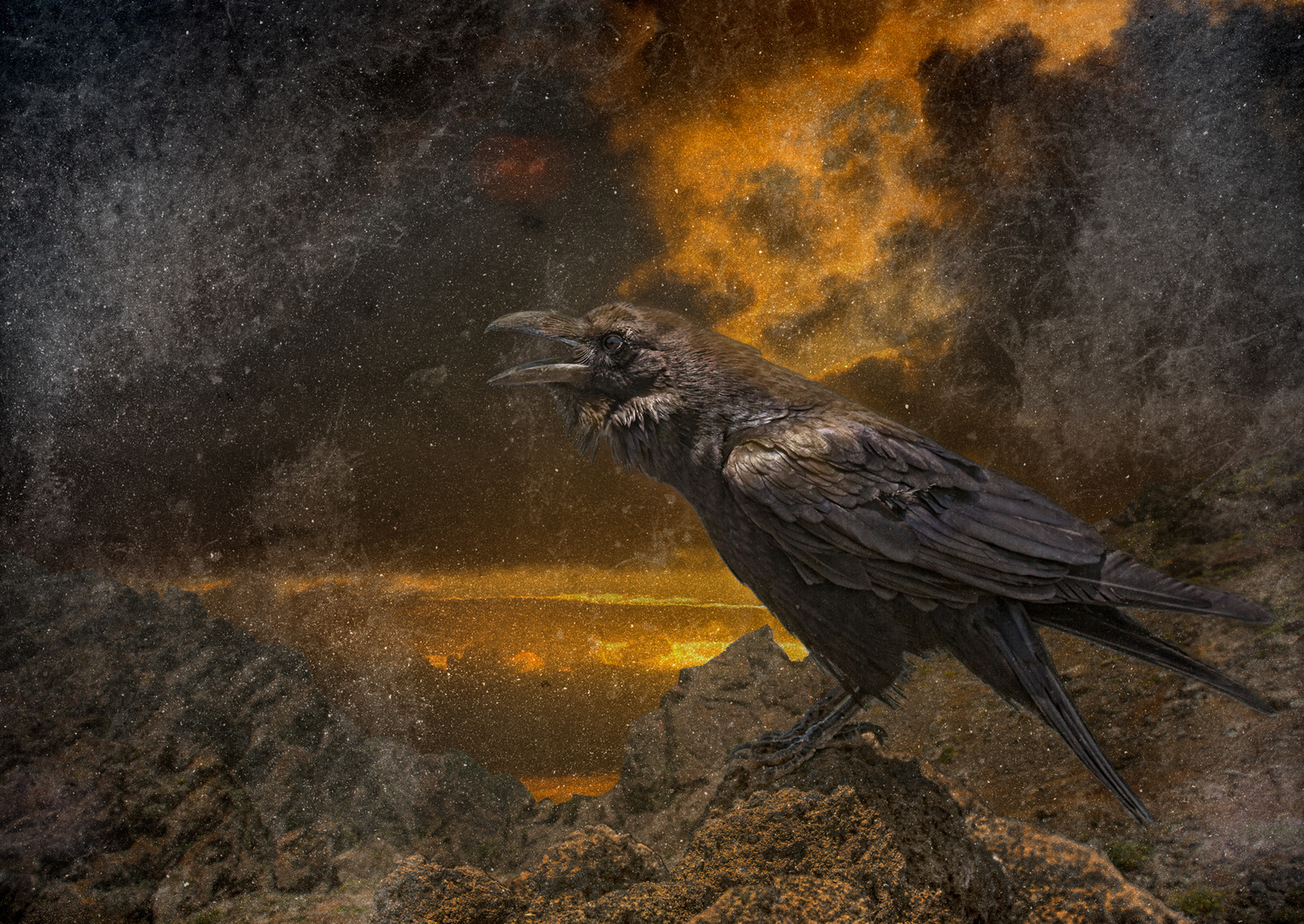the raven Foto & Bild | fotomontage, composing , vogel-art Bilder auf ...