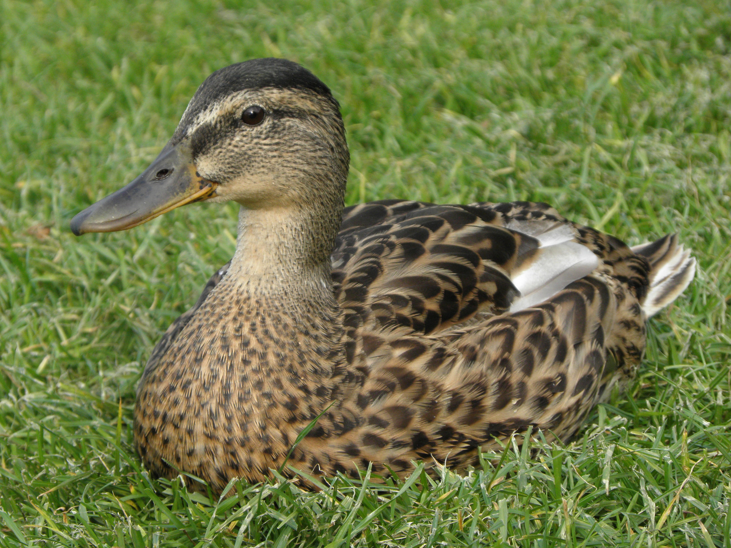 The Relaxing Duck Foto & Bild | tiere, wildlife, wild lebende vögel ...