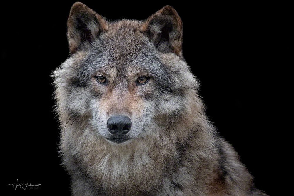 the return of the wolves Foto & Bild | tiere, zoo, wildpark & falknerei ...