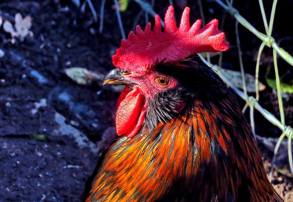 Animals Pictures & Photos