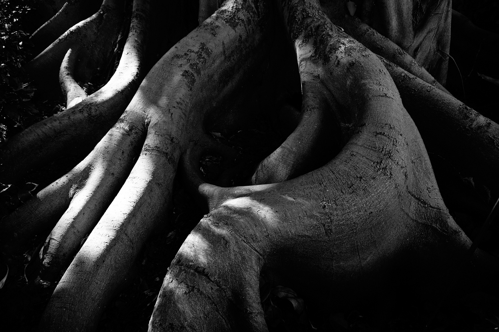 The roots of the evil. Foto & Bild | nature, outdoor, baum Bilder auf ...