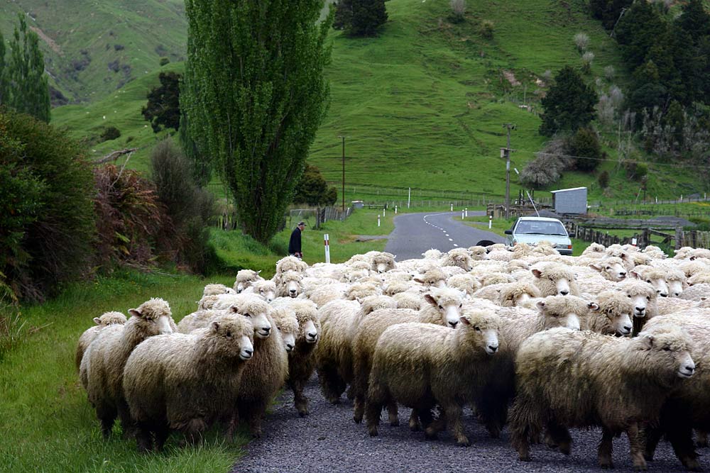 The Sheep's Country Foto & Bild | australia & oceania, new zealand ...