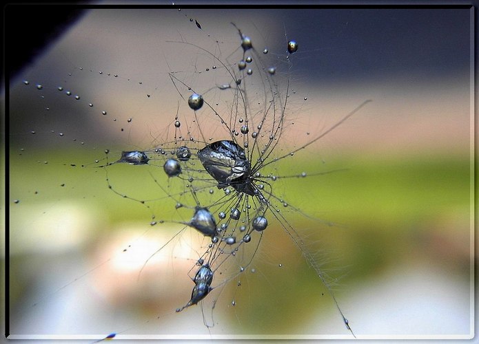 The Spider from Mars Foto & Bild | fotokunst, spezial Bilder auf ...