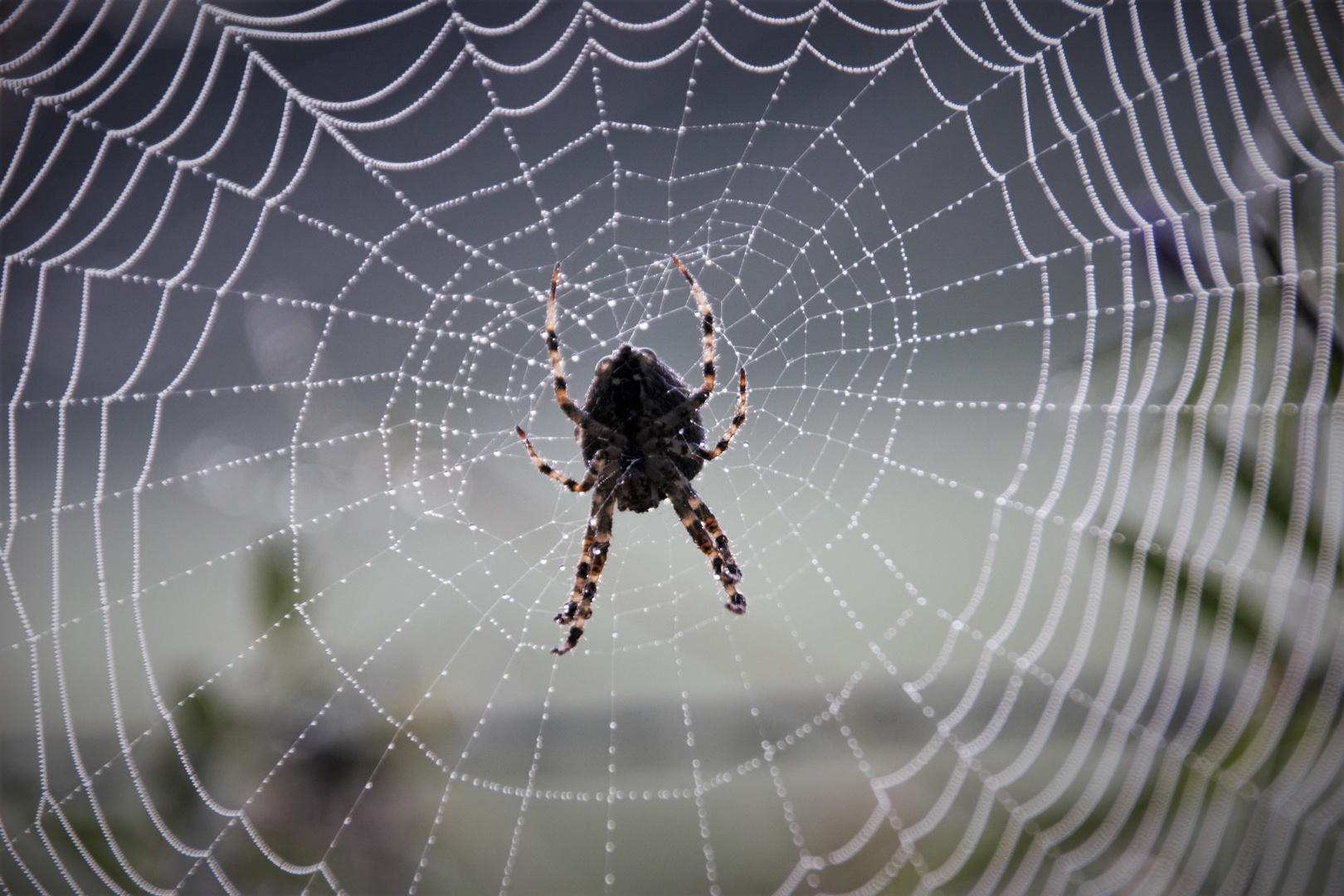 The spider in the web - Die Spinne im Netz Foto & Bild | deutschland ...