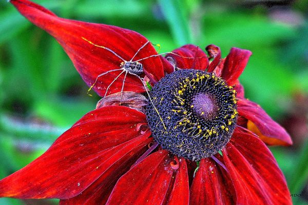 Nature Pictures & Photos