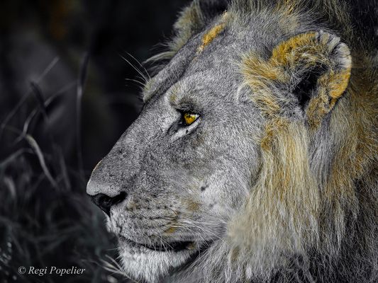 Animals Pictures & Photos