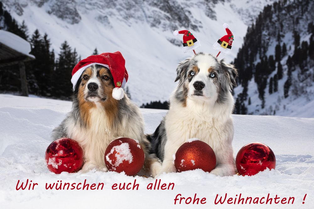The Team Foto & Bild | tiere, haustiere, hunde Bilder auf fotocommunity