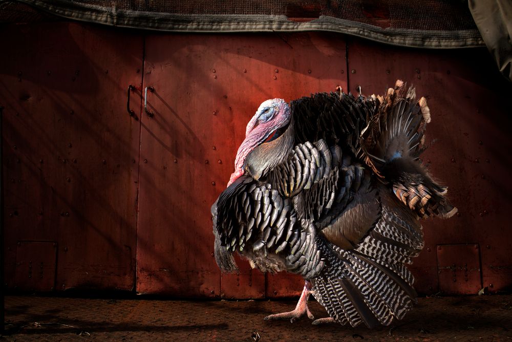 The Turkey Foto & Bild | spezial, rot, composing Bilder auf fotocommunity