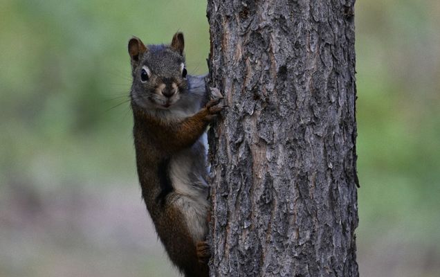 Nature Pictures & Photos