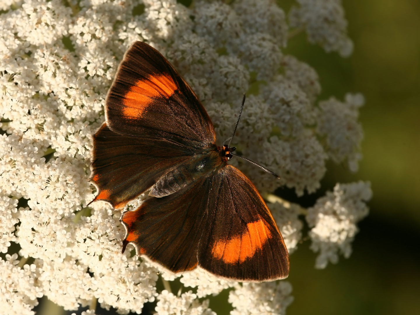 Thecla betulae » Brown Hairstreak Foto & Bild | tiere, wildlife ...