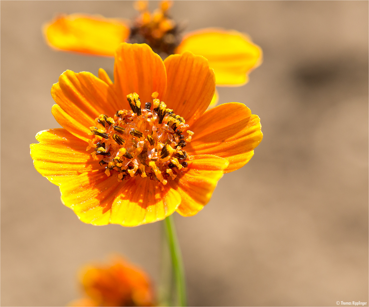 Thelesperma filifolium Foto & Bild | pflanzen, pilze & flechten, blüten ...