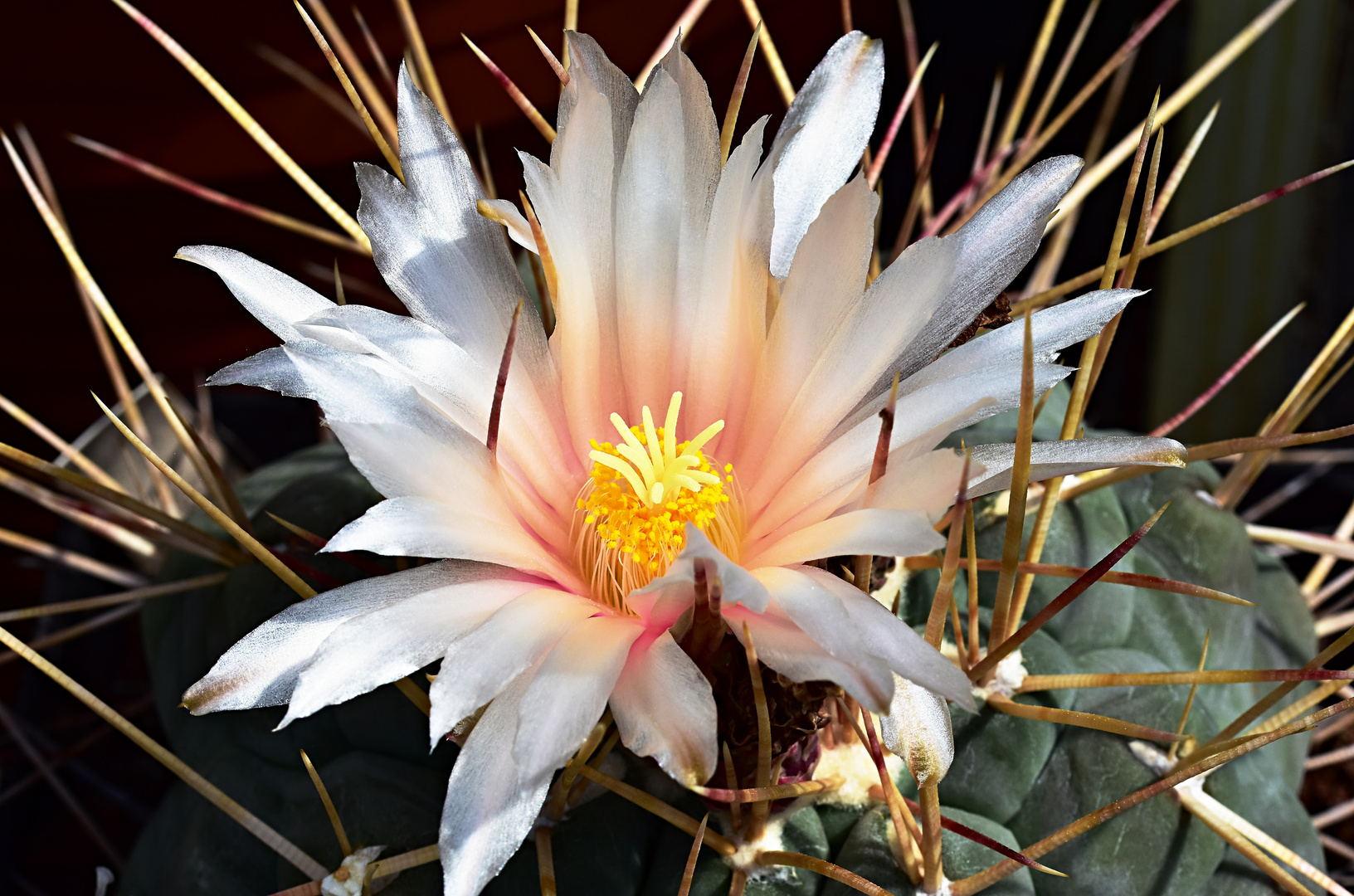 Thelocactus hexaedrophorus Foto & Bild | makro, natur, schärfe Bilder ...