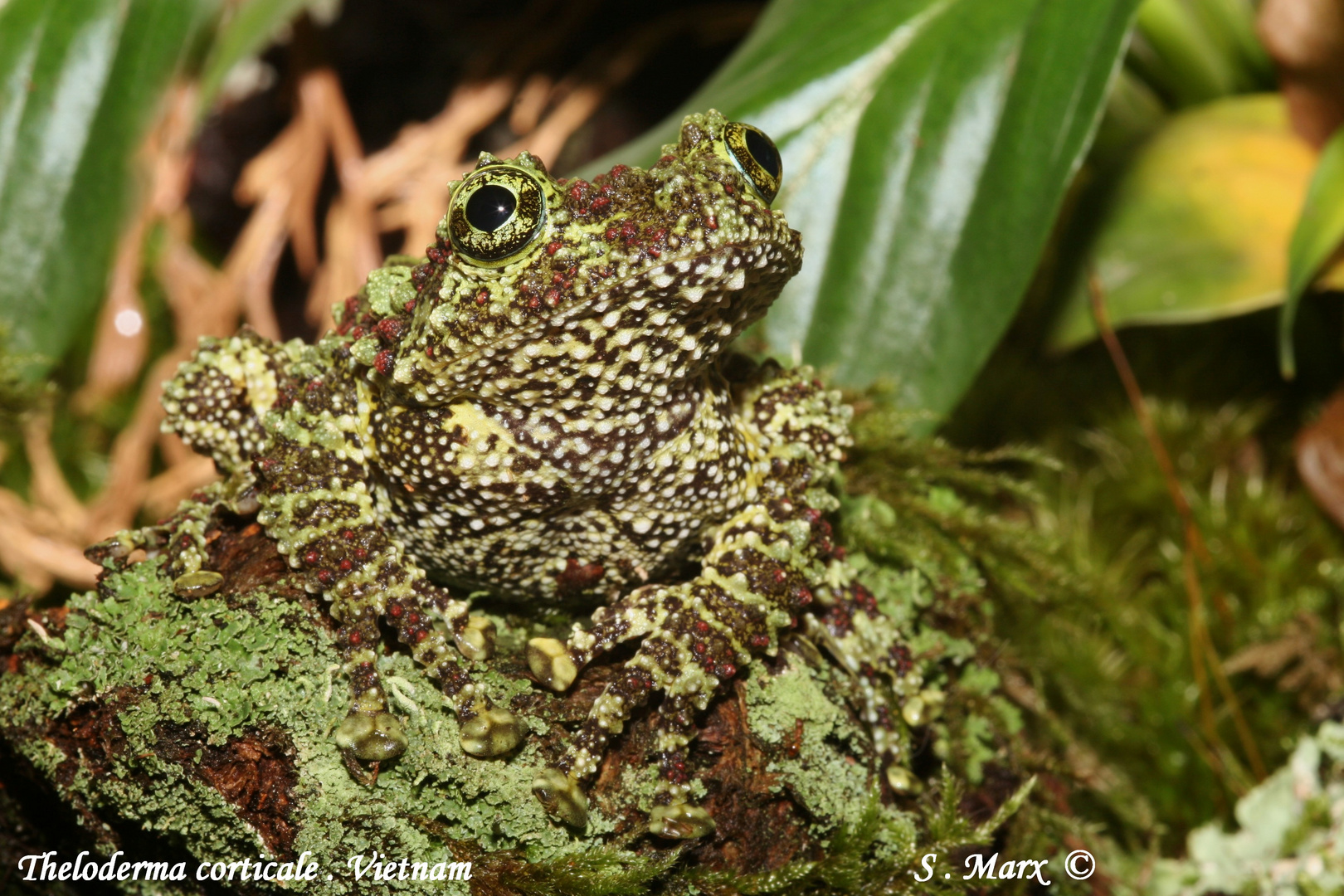 Theloderma corticale photo et image | animaux, reptiles, amphibiens ...