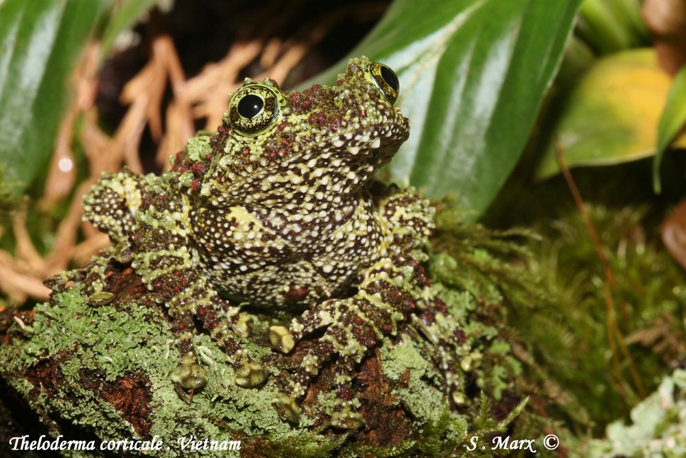 Theloderma corticale photo et image | animaux, reptiles, amphibiens ...