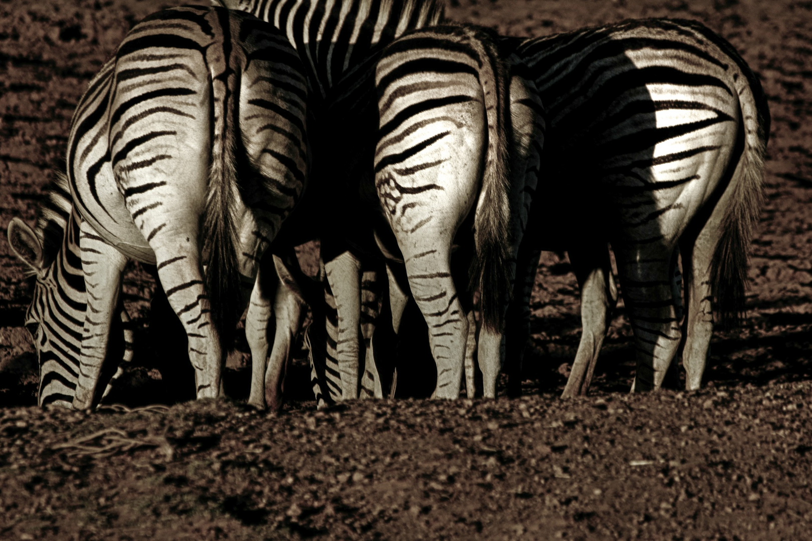 There is Big Ass in Africa Foto & Bild | tiere, wildlife, säugetiere ...