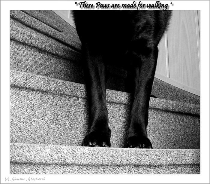" These Paws are made for walking" Foto & Bild | tiere, haustiere ...