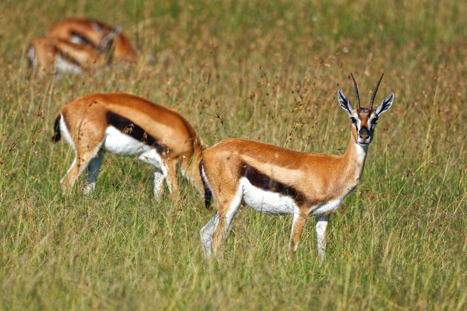 Thomson Gazellen Foto & Bild | africa, eastern africa, kenya Bilder auf ...
