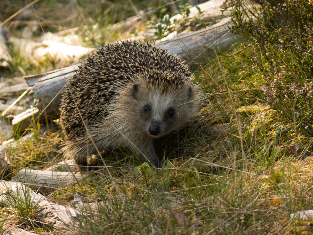 Thorny photo & image | animals, wildlife, mammals images at photo community