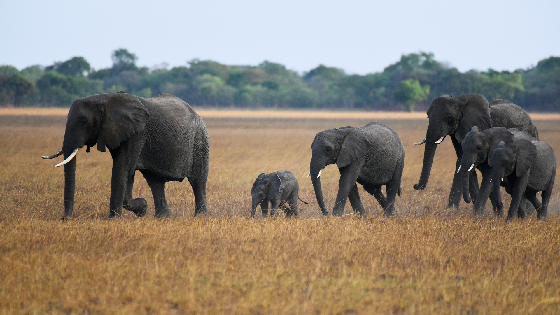 Three generations Foto & Bild | africa, southern africa, tiere Bilder ...