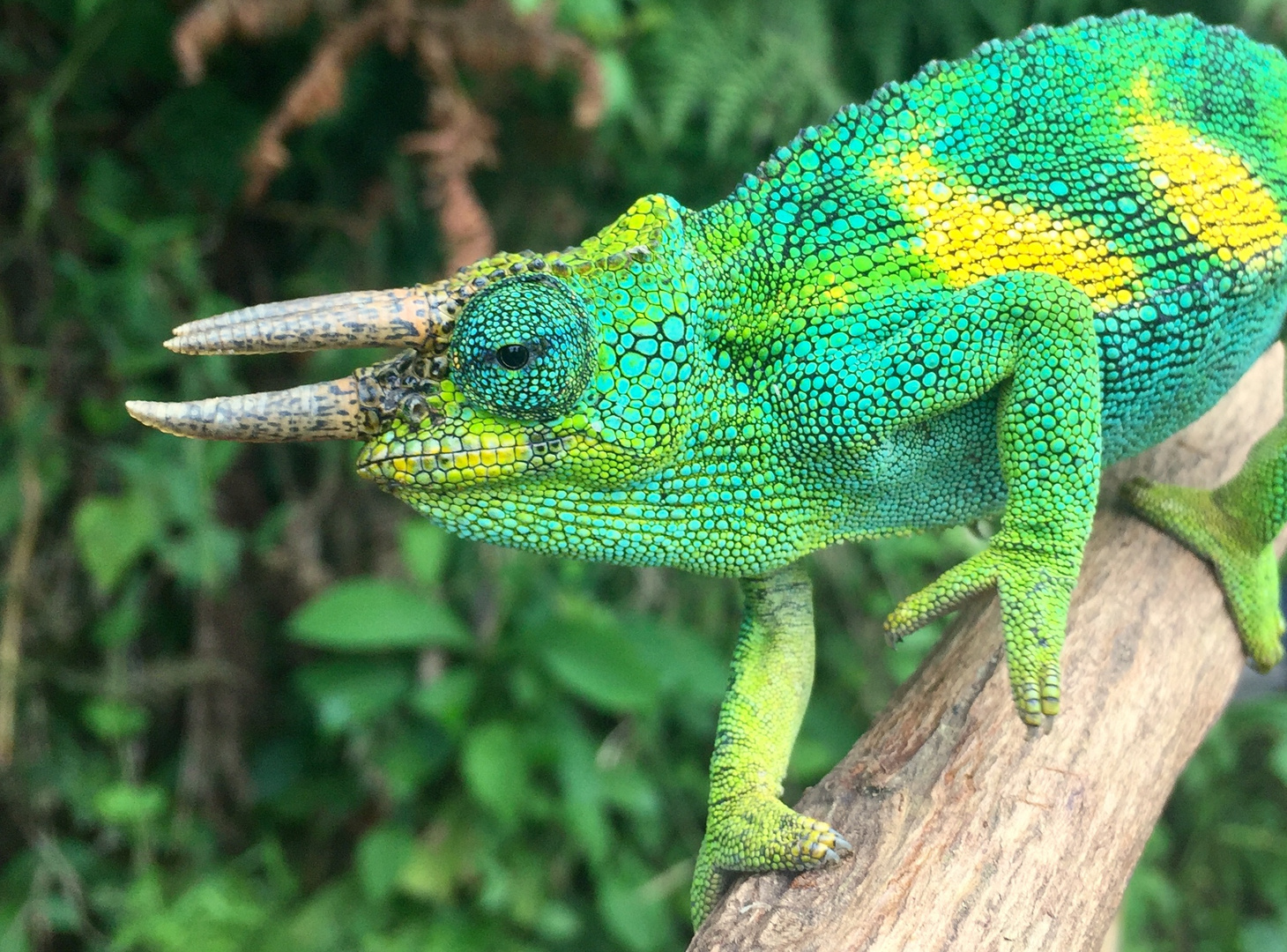 Three horned Chameleon Foto & Bild | tiere, wildlife, amphibien ...