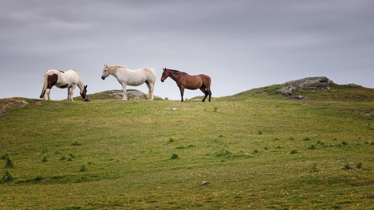 three horses Foto & Bild | world, wolken, natur Bilder auf fotocommunity