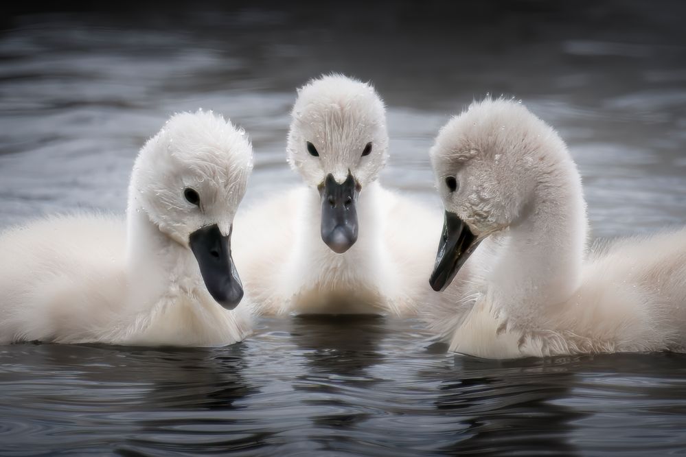 Three little birds... Foto & Bild | tiere, wildlife, wild lebende vögel ...