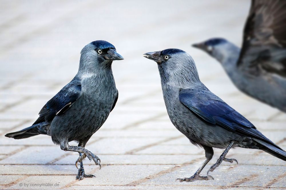 Three Little Birds Foto & Bild | dohle, corvus monedula, naturzoo ...