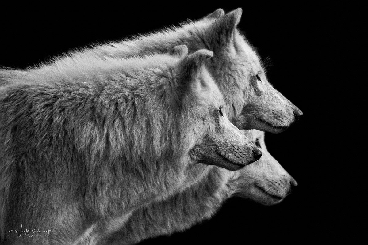 three wolves Foto & Bild | natur, wolf, zoo Bilder auf fotocommunity
