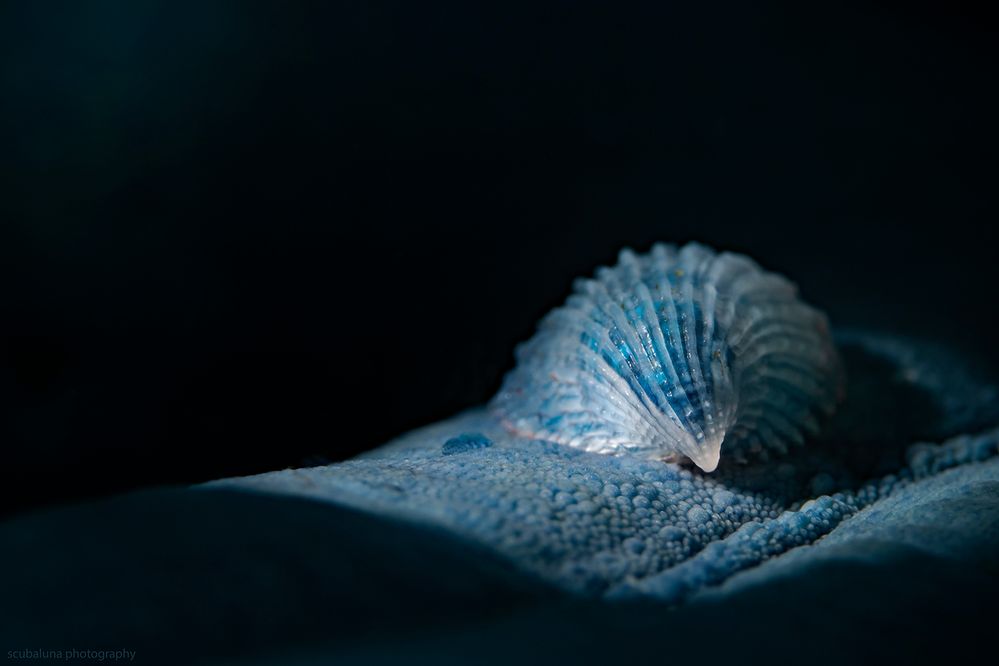 Thyca crystallina Foto & Bild | natur, abstrakt, tiere Bilder auf ...