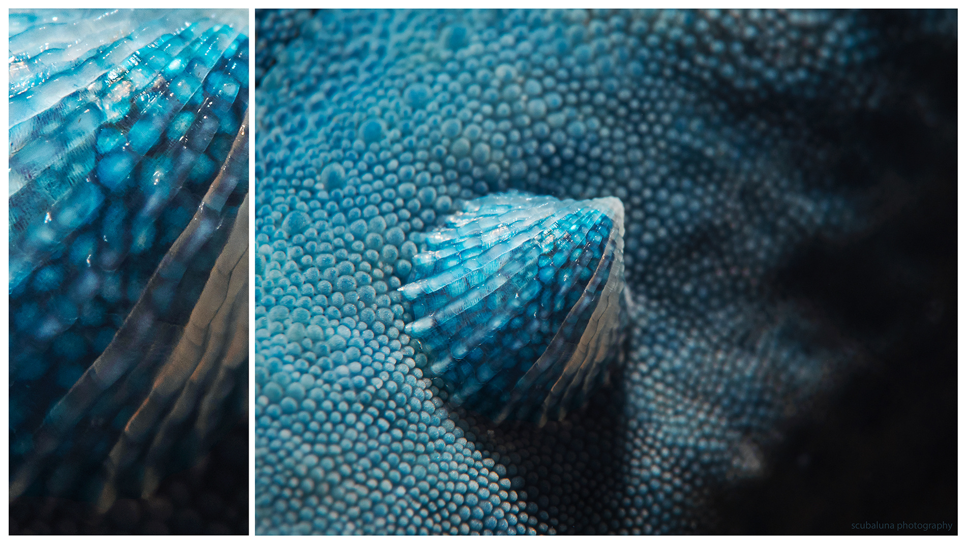 Thyca crystallina Foto & Bild | natur, abstrakt, textur Bilder auf ...