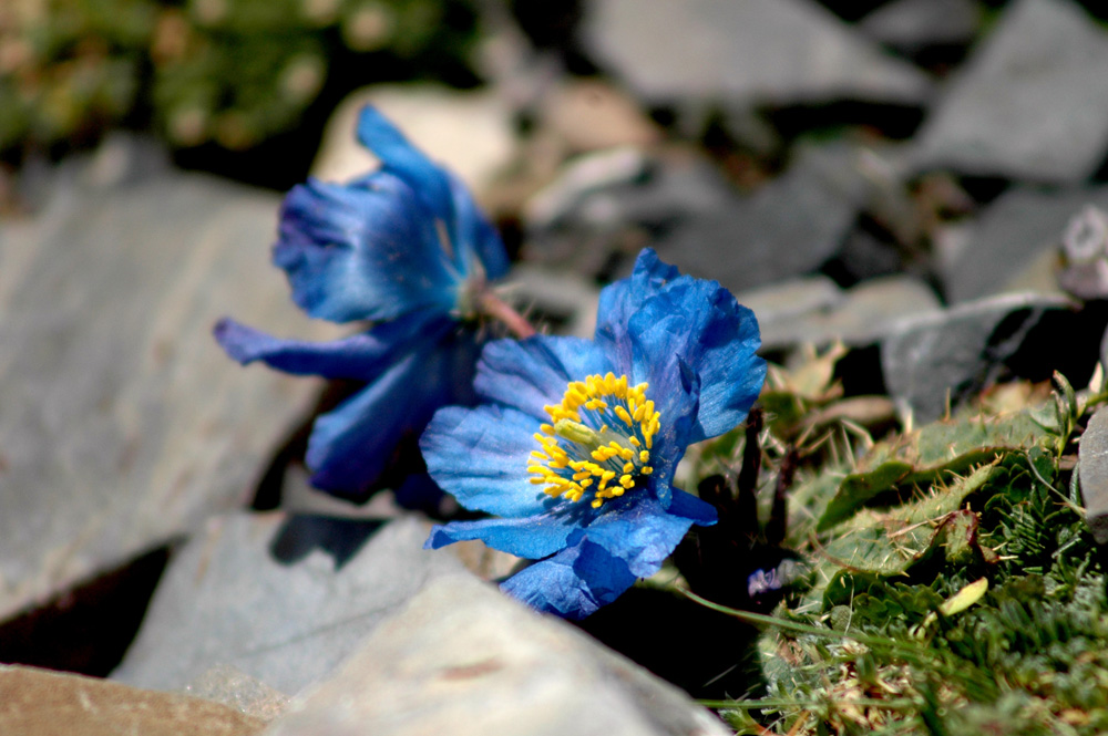 Tibet´s blauer Mohn - Meconopsis Horridula Foto & Bild | pflanzen ...