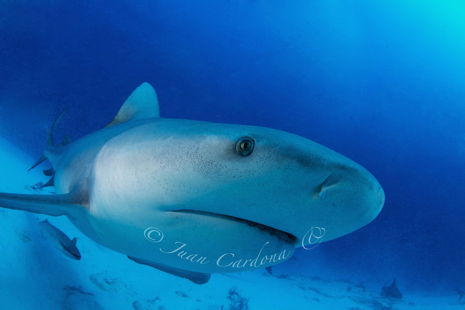 Tiburon Toro Imagen & Foto | bajo el agua , naturaleza Fotos de ...