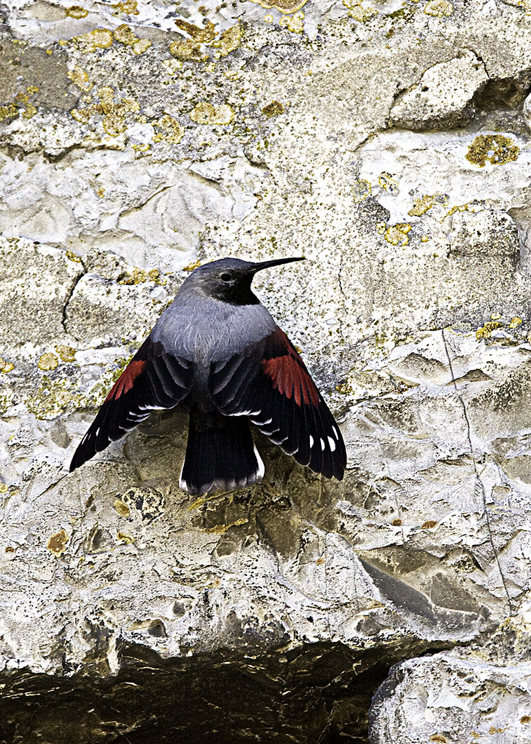 Tichodrome échelette photo et image | nature, natur, animaux Images ...