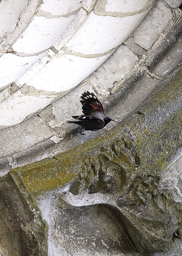 Tichodrome échelette photo et image | nature, natur Images fotocommunity