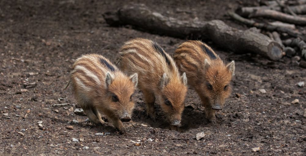 Tick Trick Track Foto & Bild | deutschland, europe, nordrhein ...